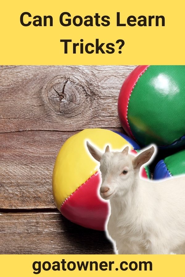 Can Goats Learn Tricks? (Find Out!) - Goat Owner
