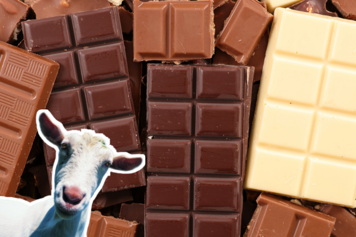 Can Goats Eat Chocolate? - Goat Owner