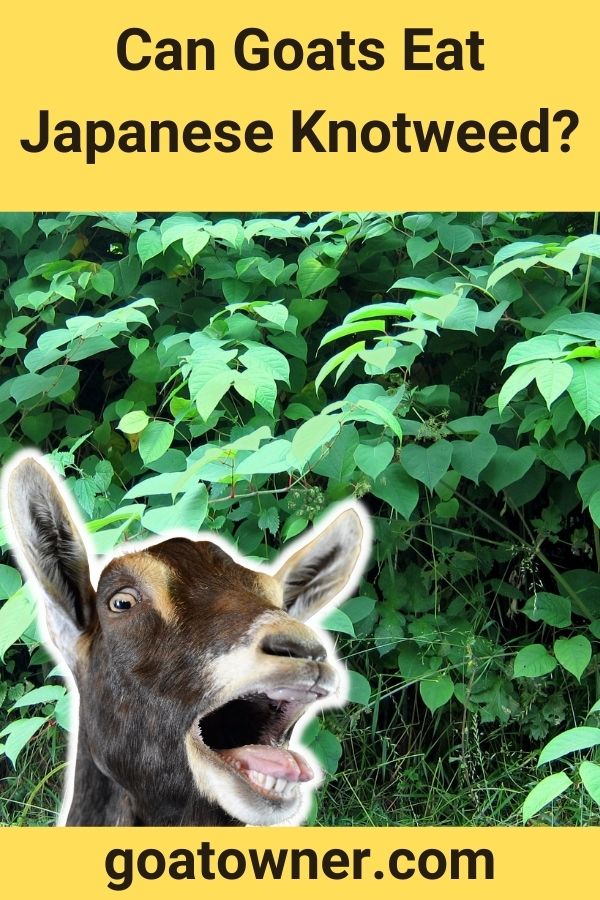 Can Goats Eat Japanese Knotweed? (Find Out!) - Goat Owner