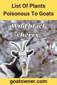 List Of Plants Poisonous To Goats (35 Examples!) - Goat Owner