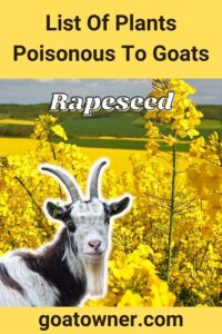 List Of Plants Poisonous To Goats (35 Examples!) - Goat Owner