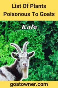 List Of Plants Poisonous To Goats (35 Examples!) - Goat Owner
