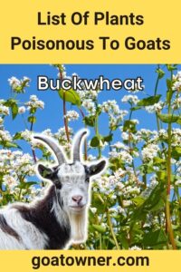 List Of Plants Poisonous To Goats (35 Examples!) - Goat Owner