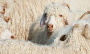 Fiber Goat Breeds (10 Breeds) - Goat Owner