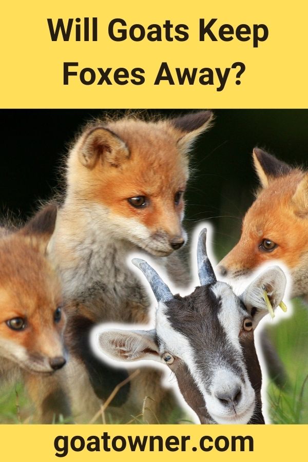Will Goats Keep Foxes Away? (Answered!) - Goat Owner
