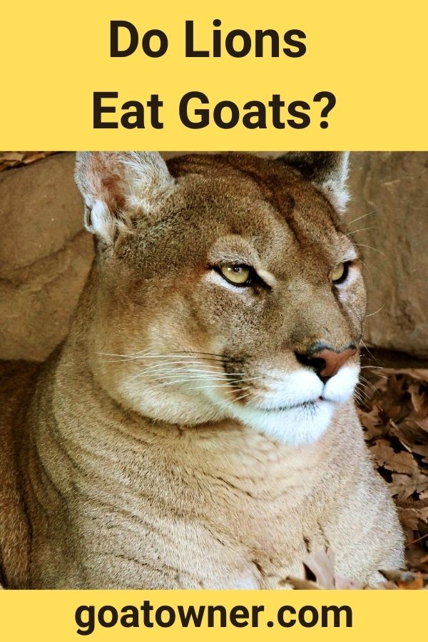 Do Lions Eat Goats? (Answered!) - Goat Owner
