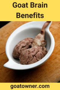 5 Goat Brain Benefits (Number 4 May Surprise You!) - Goat Owner