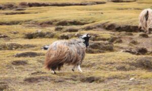 9 Breeds Of Brown Goats (With Photos And Videos) - Goat Owner