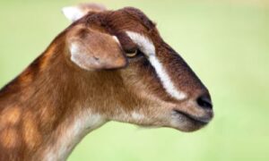 9 Breeds Of Brown Goats (With Photos And Videos) - Goat Owner