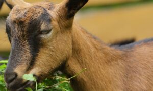 9 Breeds Of Brown Goats (With Photos And Videos) - Goat Owner