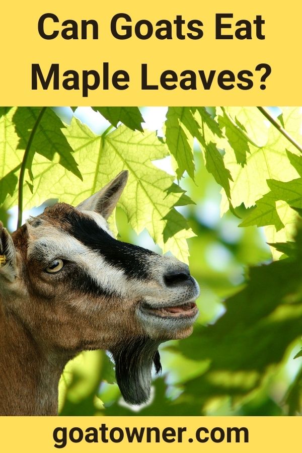 Can Goats Eat Maple Leaves? (Are Maple Leaves Safe For Goats?) - Goat Owner Can Goats Eat Maple Leaves? (Are Maple Leaves Safe For Goats?) - Goat Owner