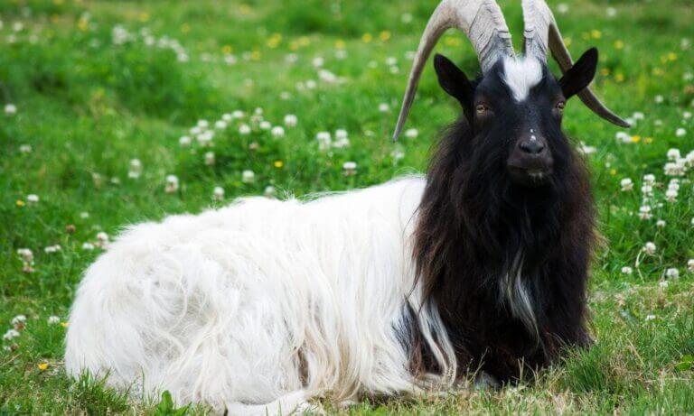 9 Breeds Of Long Haired Goats (With Photos And Videos!) - Goat Owner