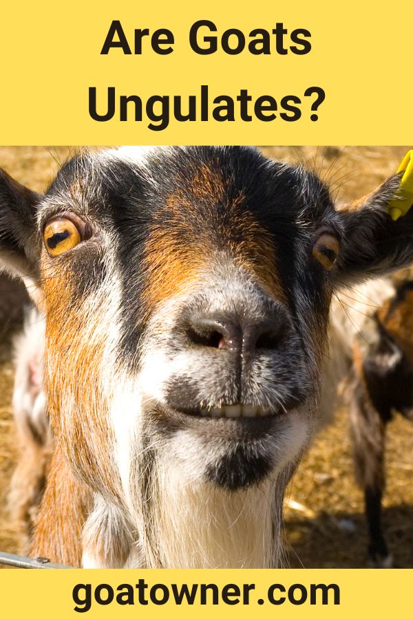 Are Goats Ungulates? (Helpful Content With Photos!) - Goat Owner
