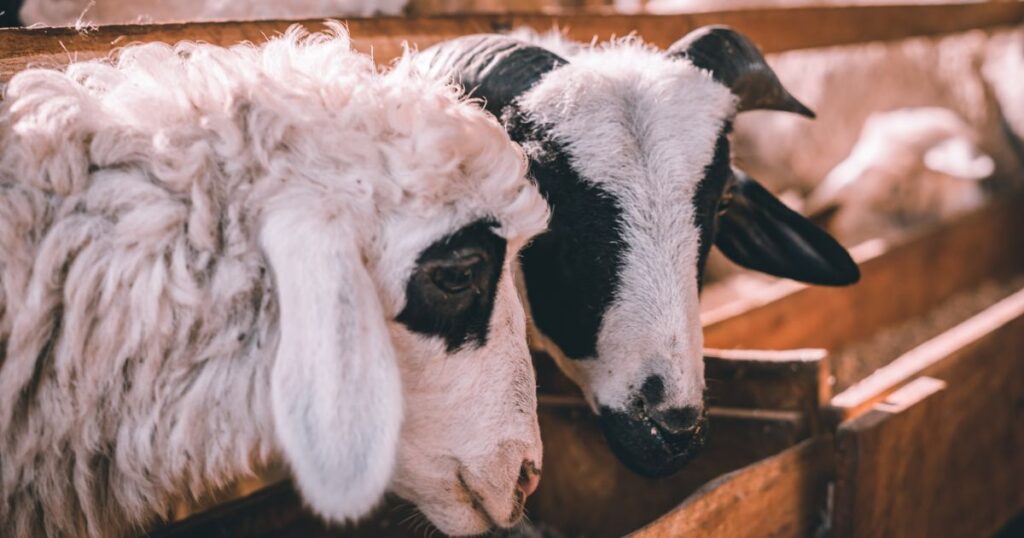 Goat Facts (With Photos!) - Goat Owner