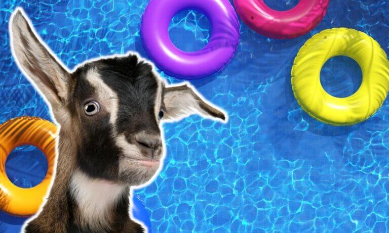 Dream About Goats Swimming (What Does It Mean?) - Goat Owner
