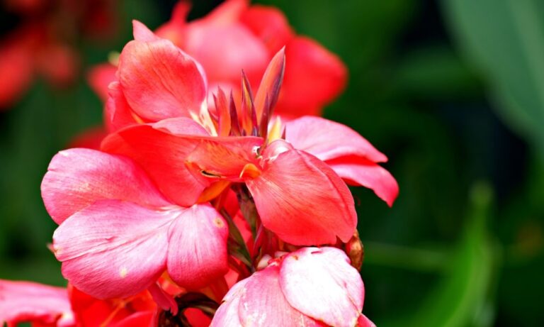 Flower Names For Goats (50 Examples!) - Goat Owner