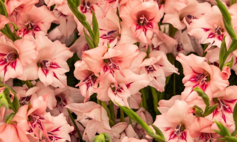 Flower Names For Goats (50 Examples!) - Goat Owner