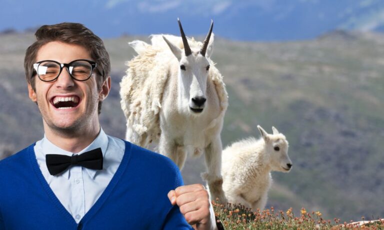 Are Mountain Goats Endangered? (Helpful Content With Photos) - Goat Owner