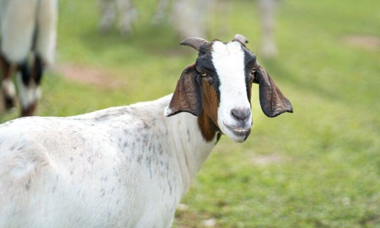 How Long Do Nubian Goats Live? (Answered!) - Goat Owner
