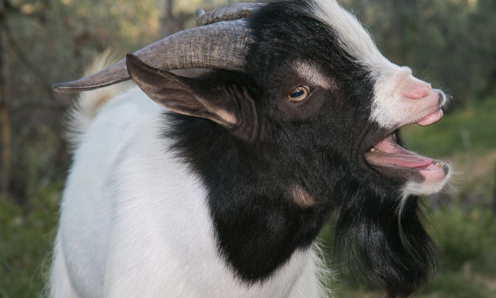 What Sound Does A Goat Make Helpful Content With Photos Goat Owner What Sound Does A Goat Make Helpful Content With Photos Goat Owner